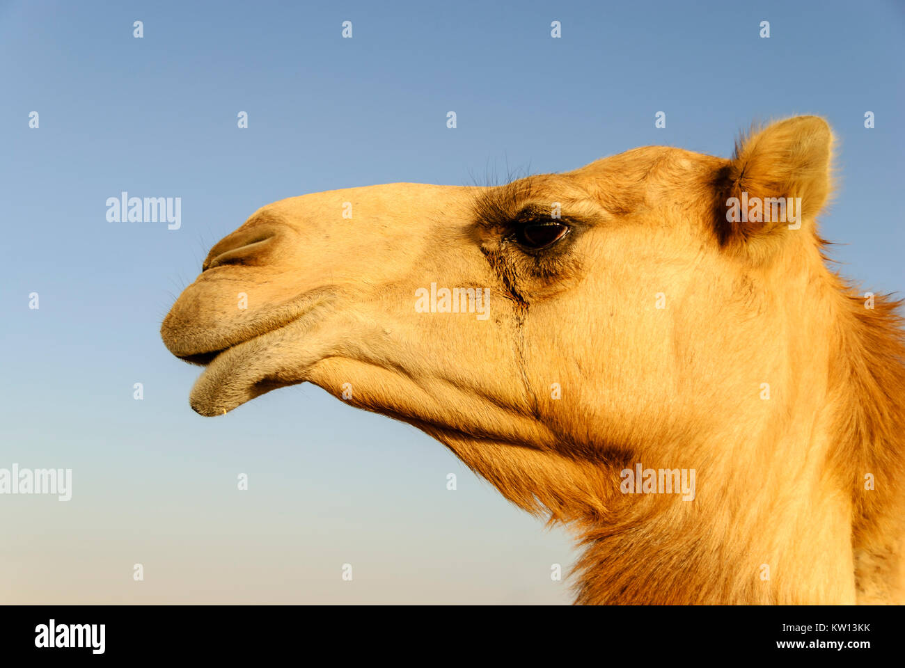 Closeup of a camel's nose and mouth, nostrils closed to keep out sand ...