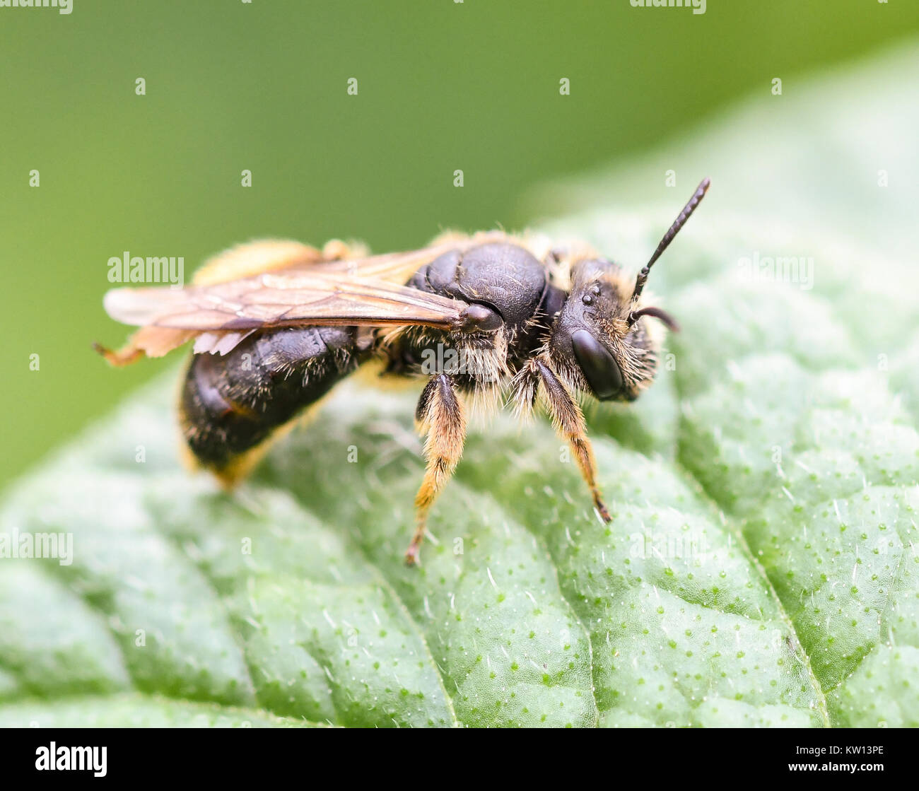close-up of a lonely bee Stock Photo - Alamy