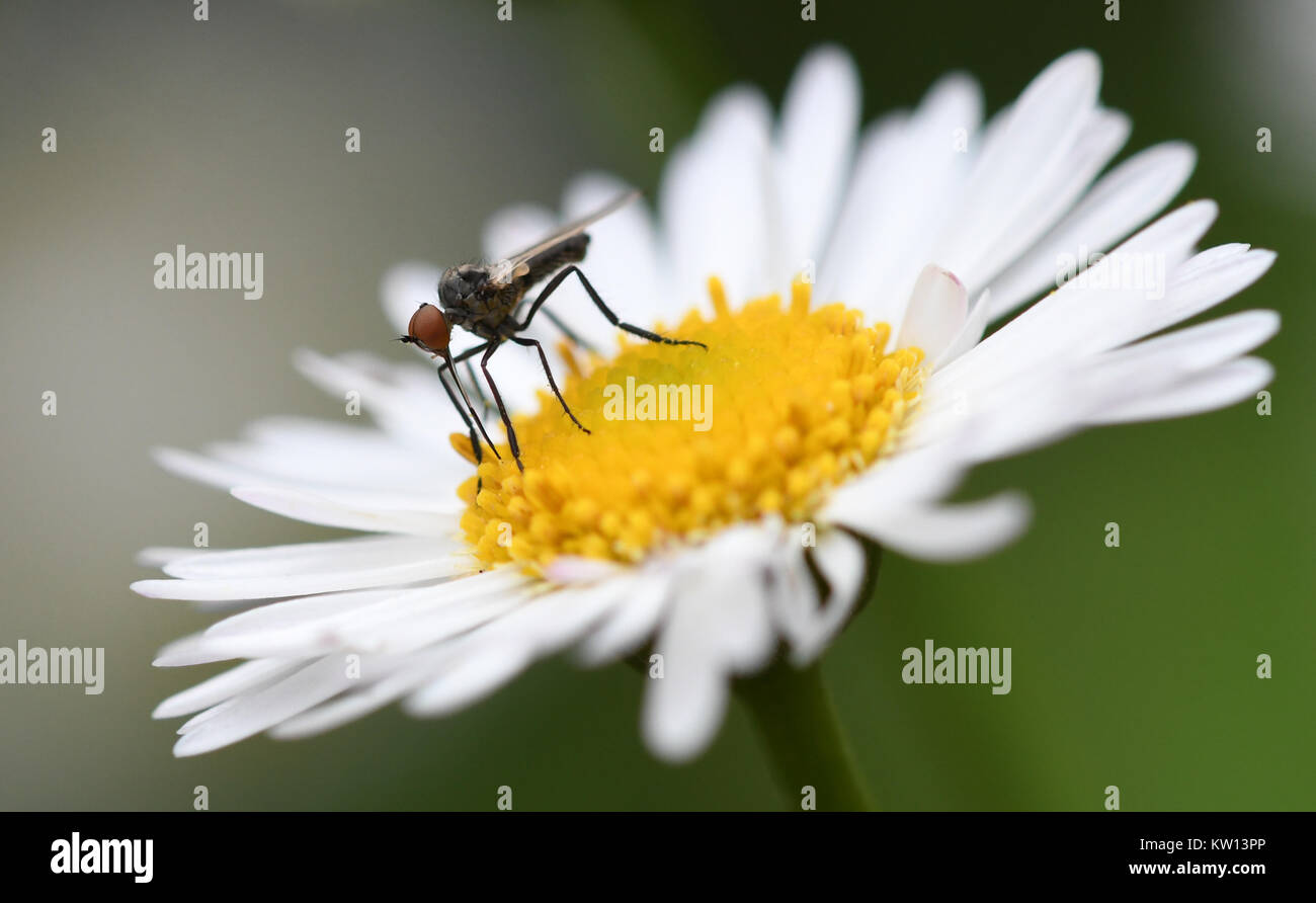 dance fly feeding on a white flower Stock Photo - Alamy