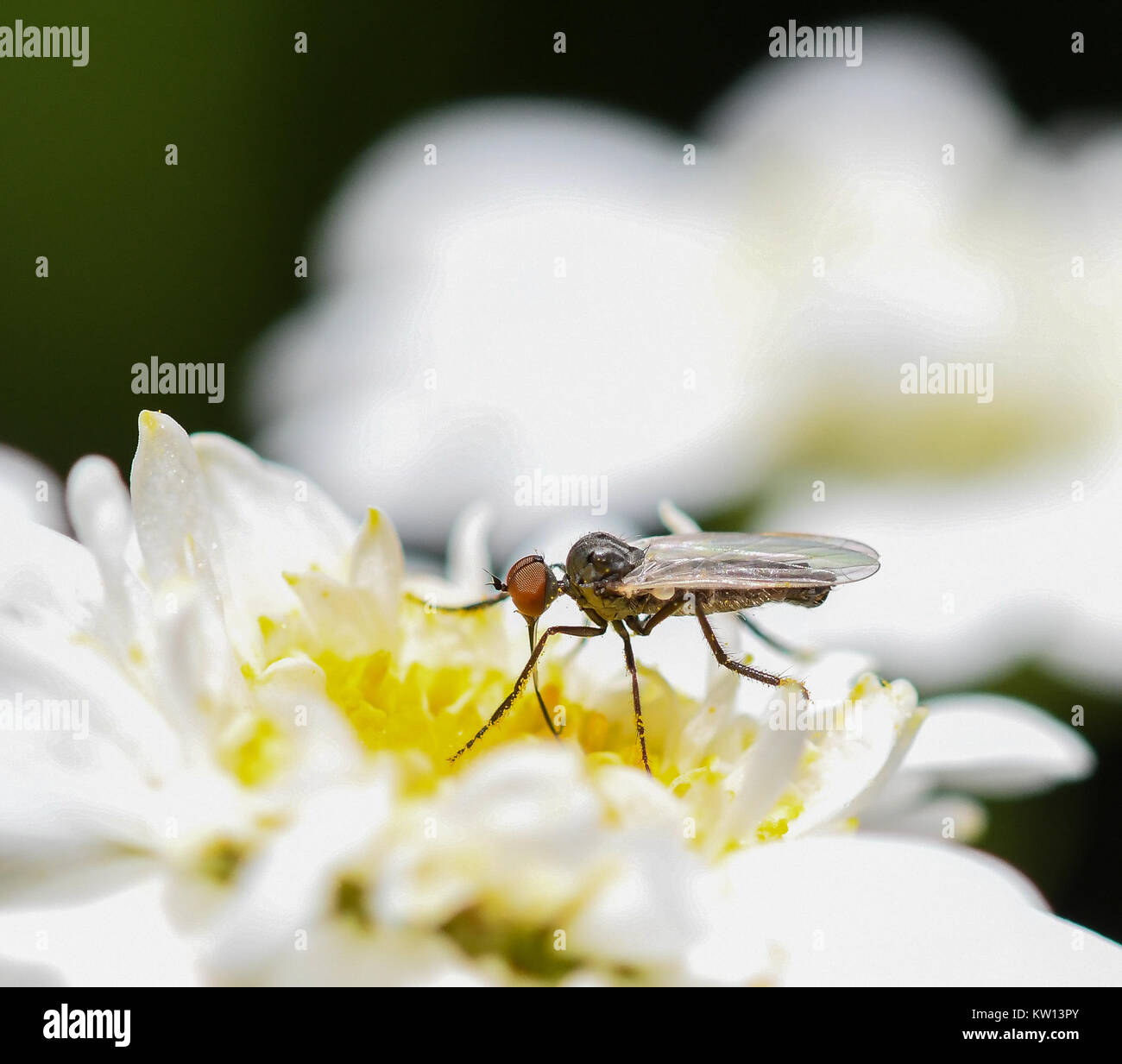 dance fly feeding on a white flower Stock Photo - Alamy