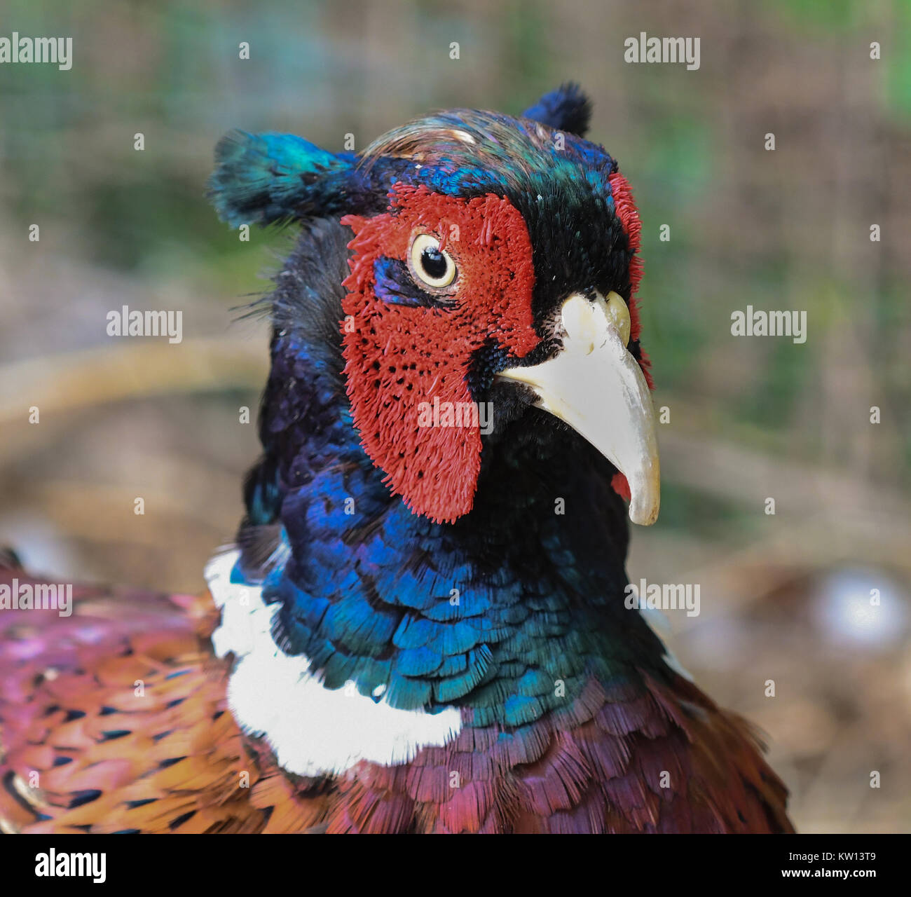 Faisan hi-res stock photography and images - Alamy
