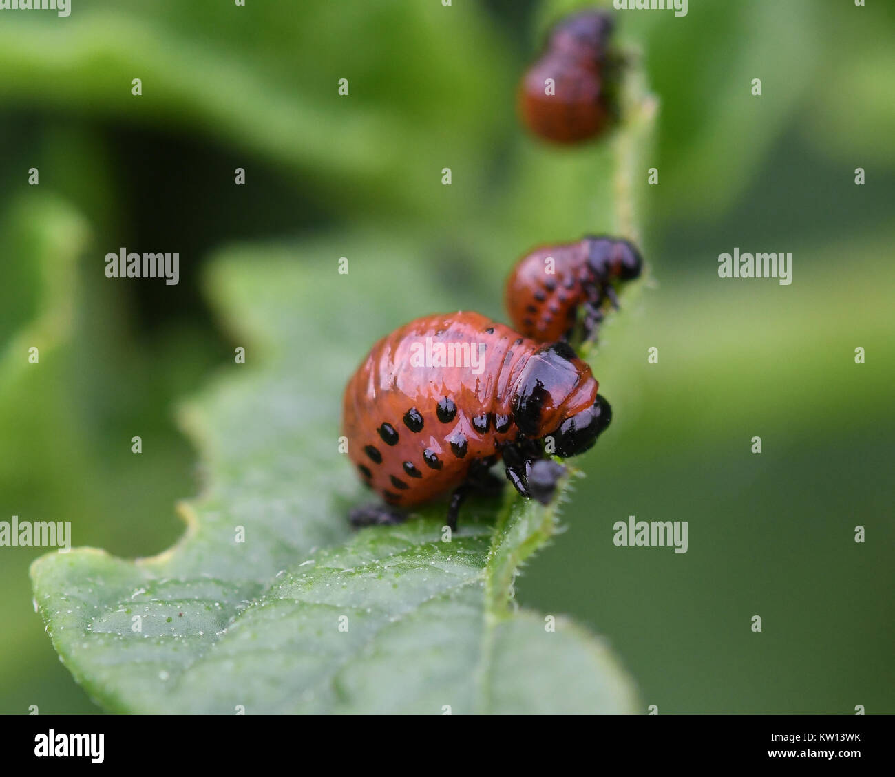 Potato Beetles High Resolution Stock Photography and Images - Alamy
