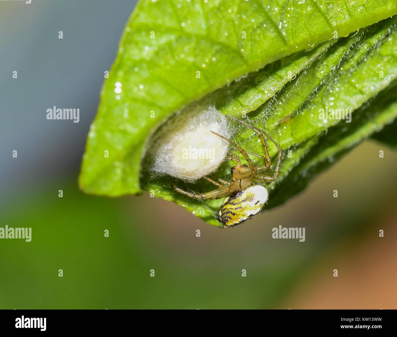 Spider nest hi-res stock photography and images - Alamy