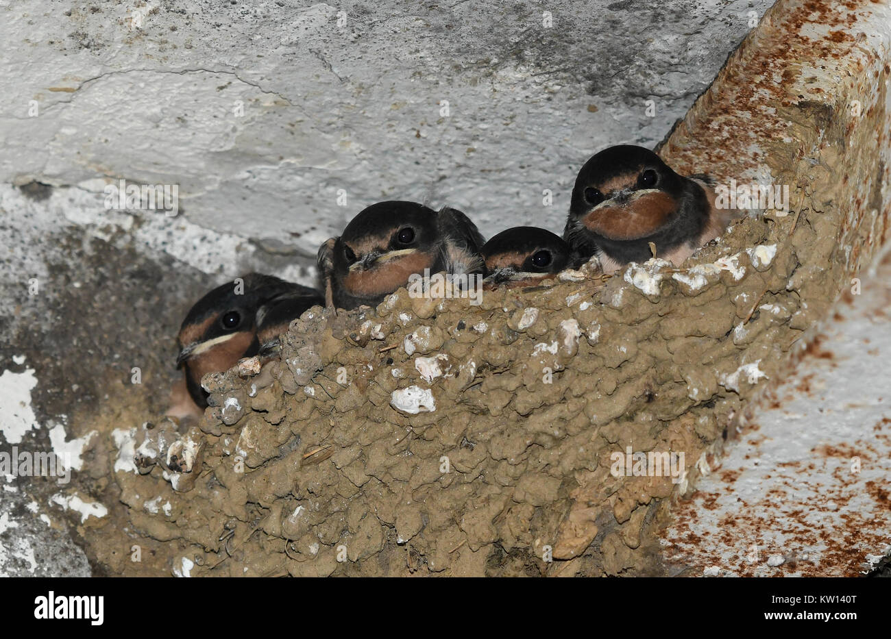 swallows in the nest Stock Photo - Alamy