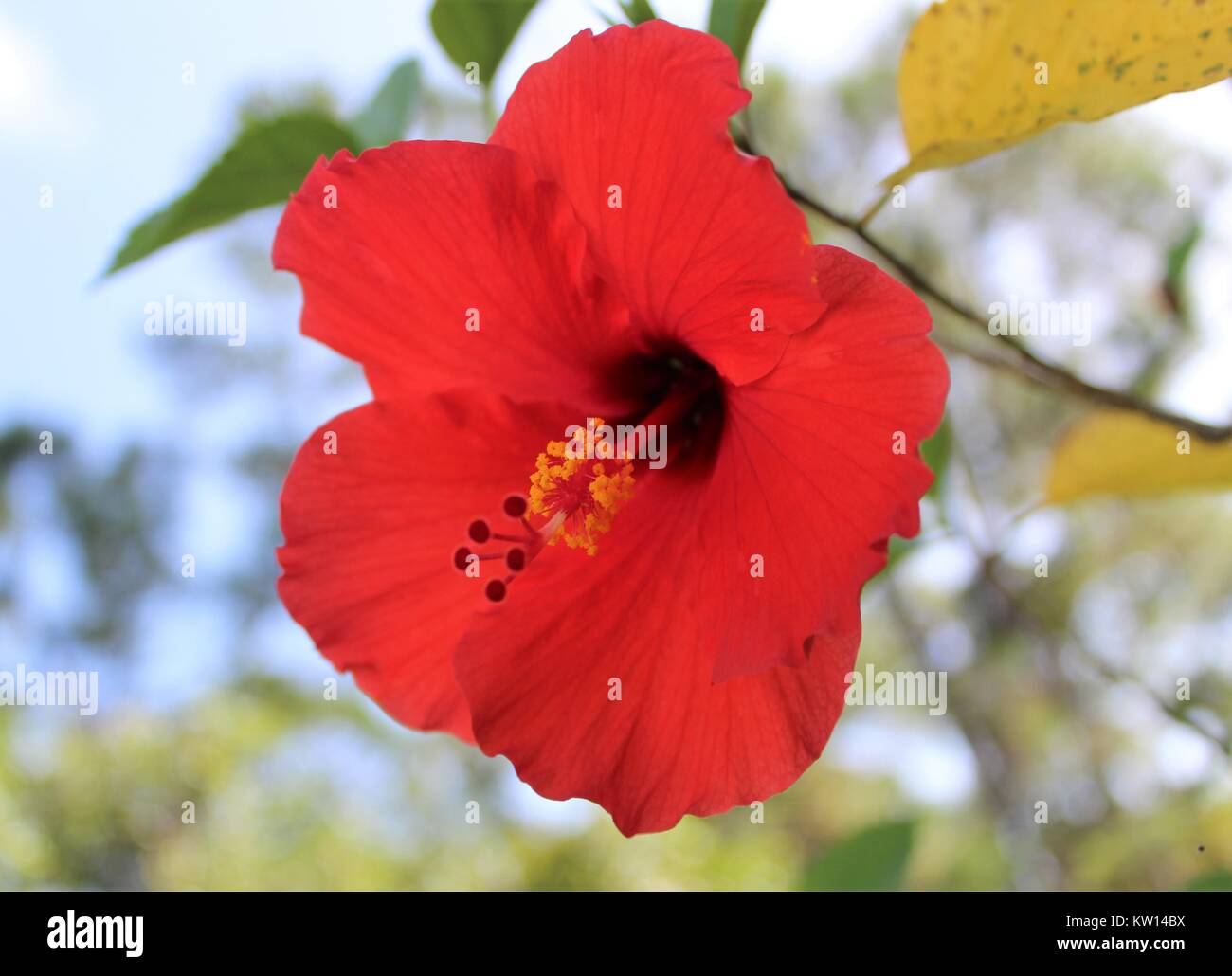 Hibiscustea hi-res stock photography and images - Alamy