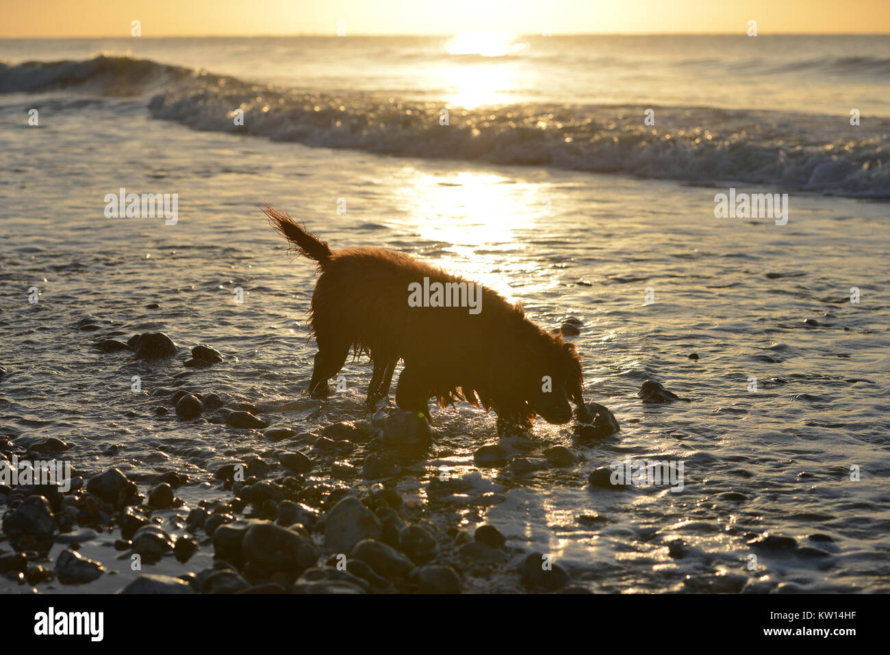 Cocker spaniel walking along a shoreline at sunset/sunrise Stock Photo ...