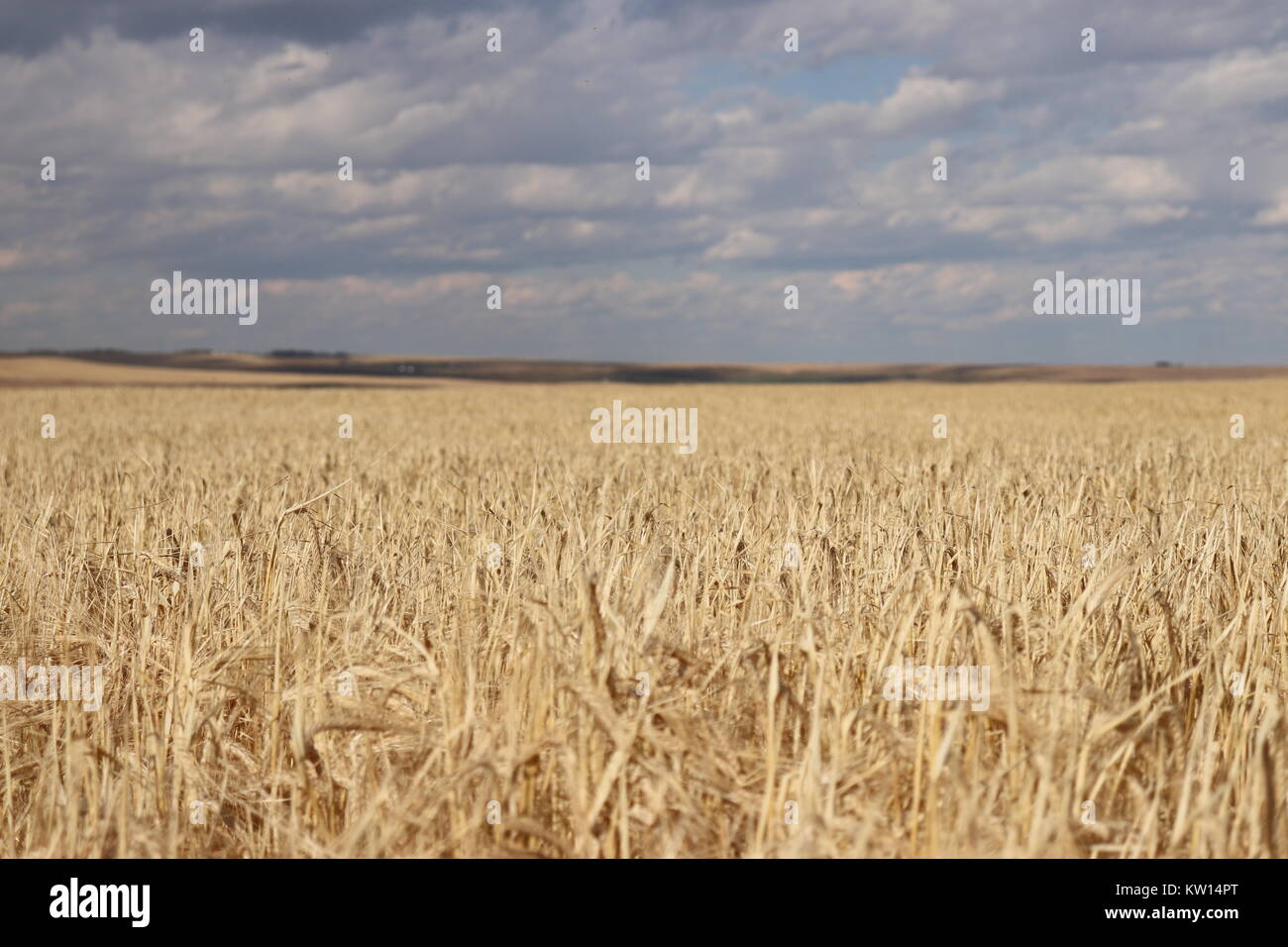 Wheat field prairies alberta hi-res stock photography and images - Alamy