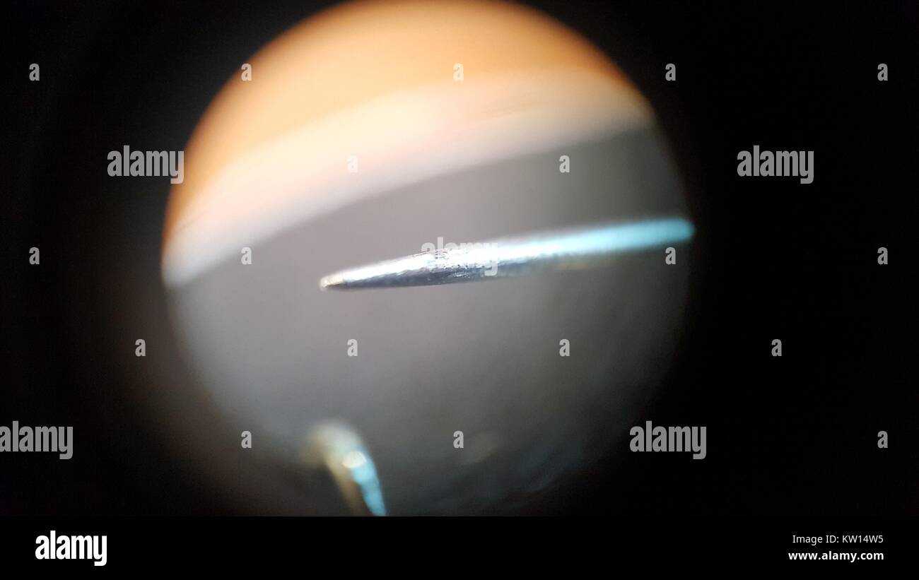 Light microscope image at approximately 30x magnification showing the ...