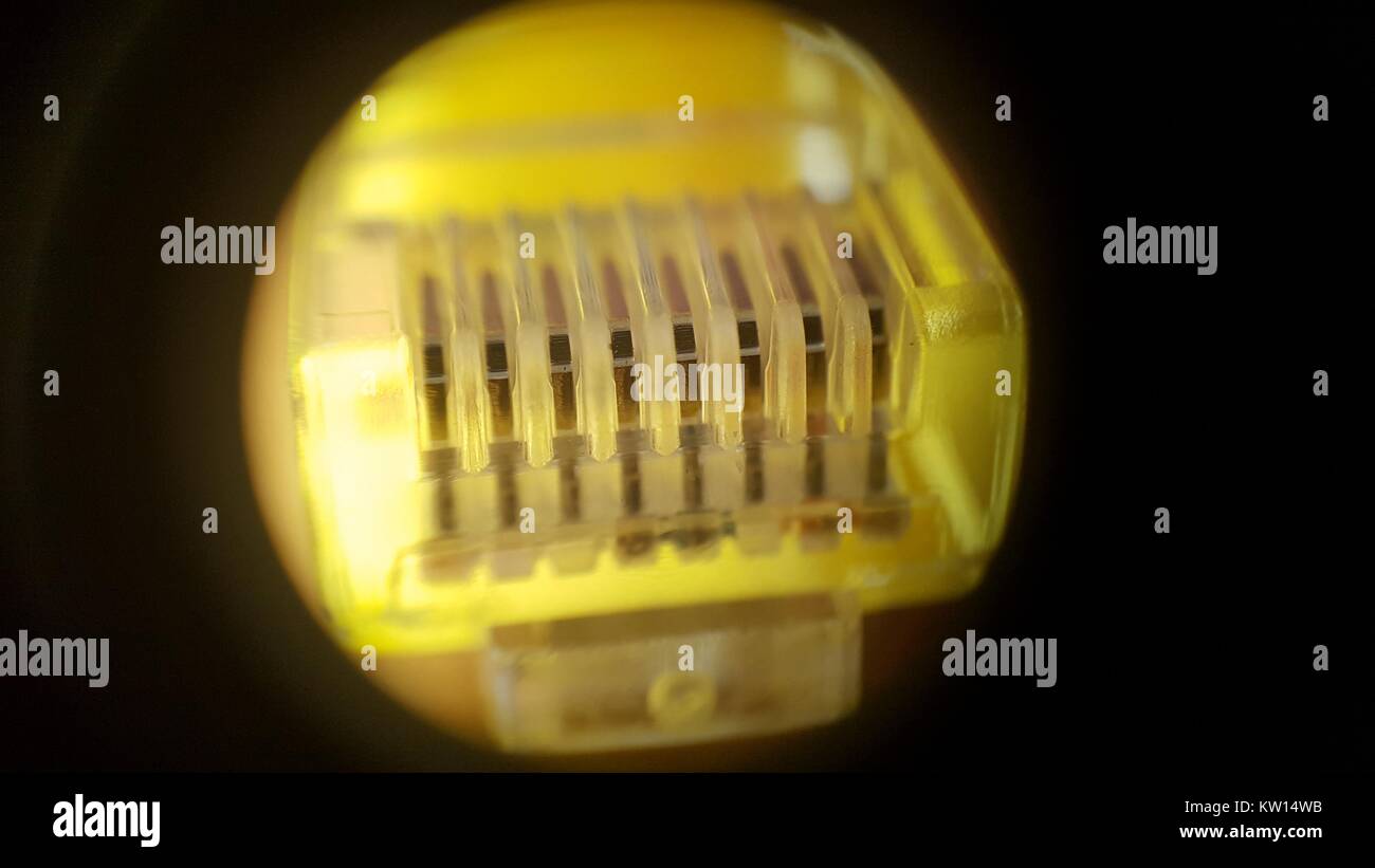 Light microscope image at approximately 30x magnification showing the ...