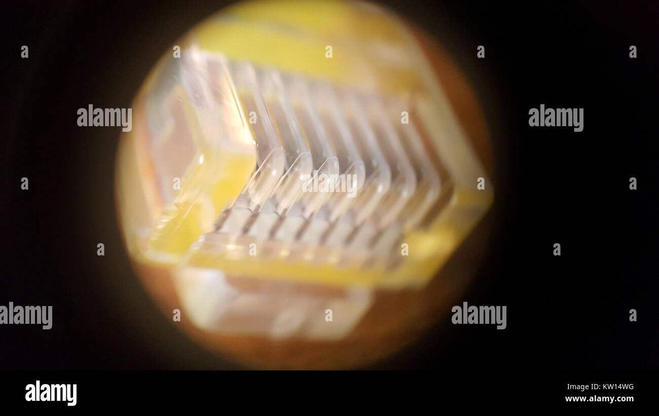 Light microscope image at approximately 30x magnification showing the ...