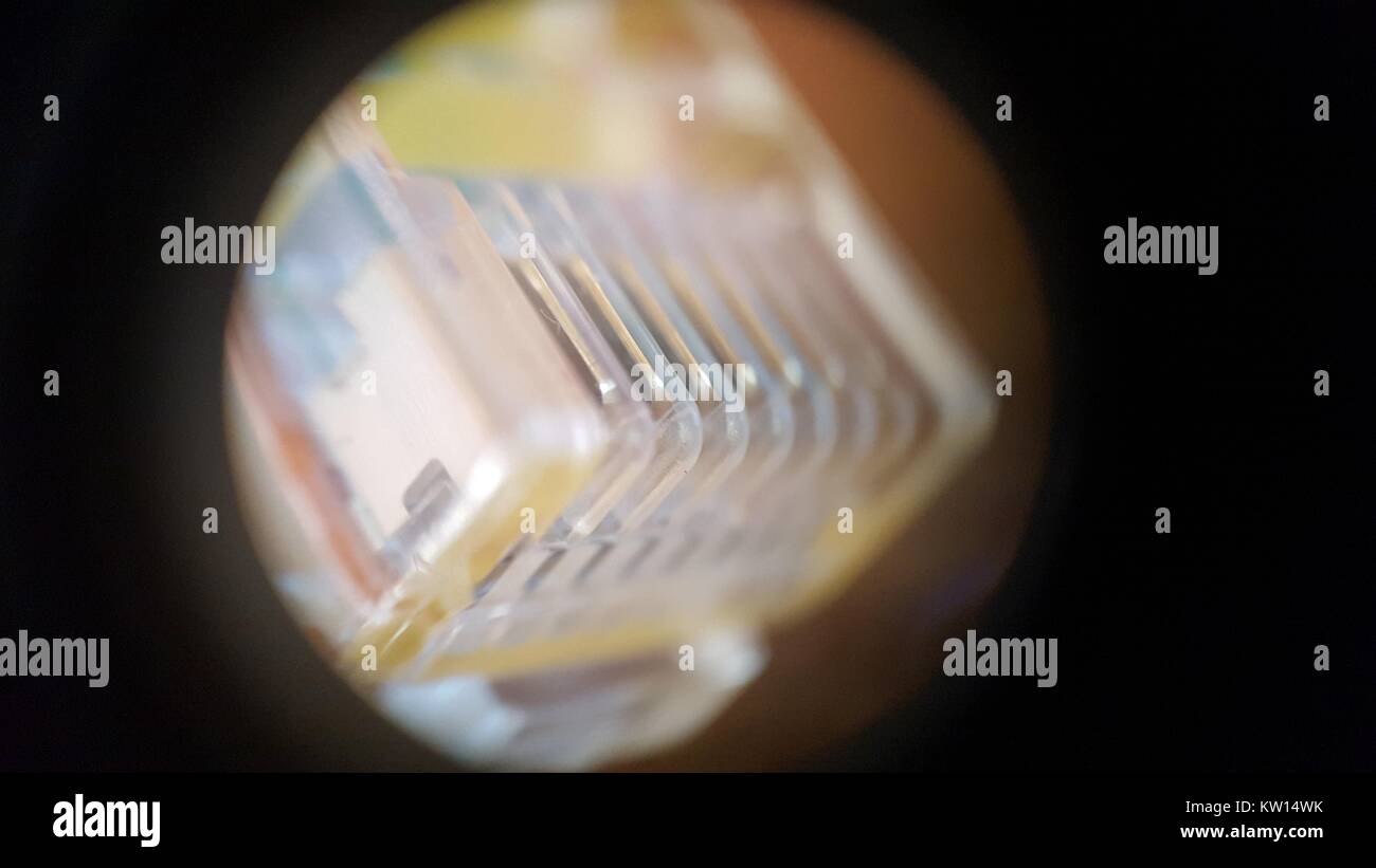 Light microscope image at approximately 30x magnification showing the ...