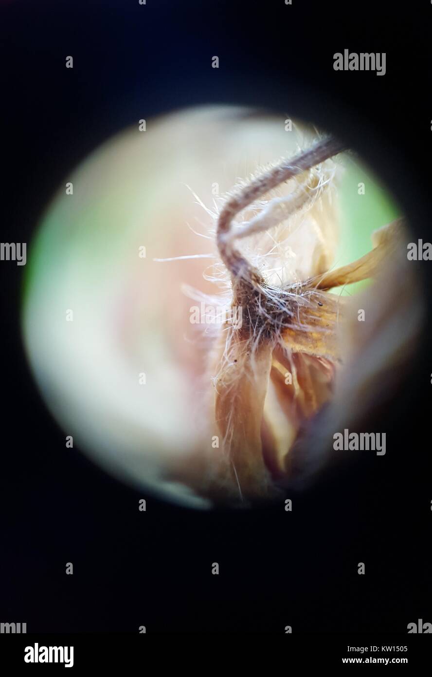 Light microscope image at approximately 30x magnification showing the ...