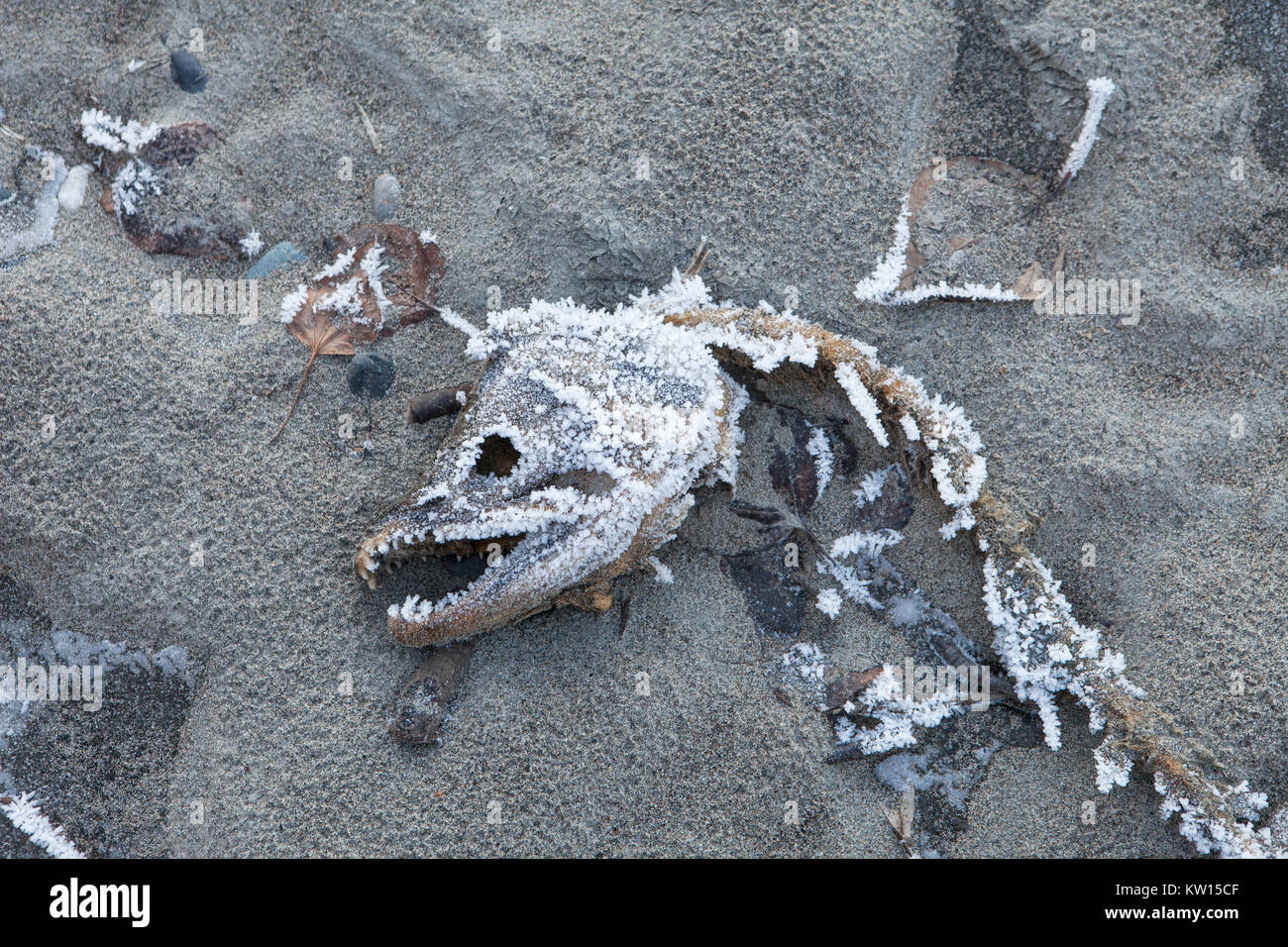 Dead salmon hi-res stock photography and images - Alamy