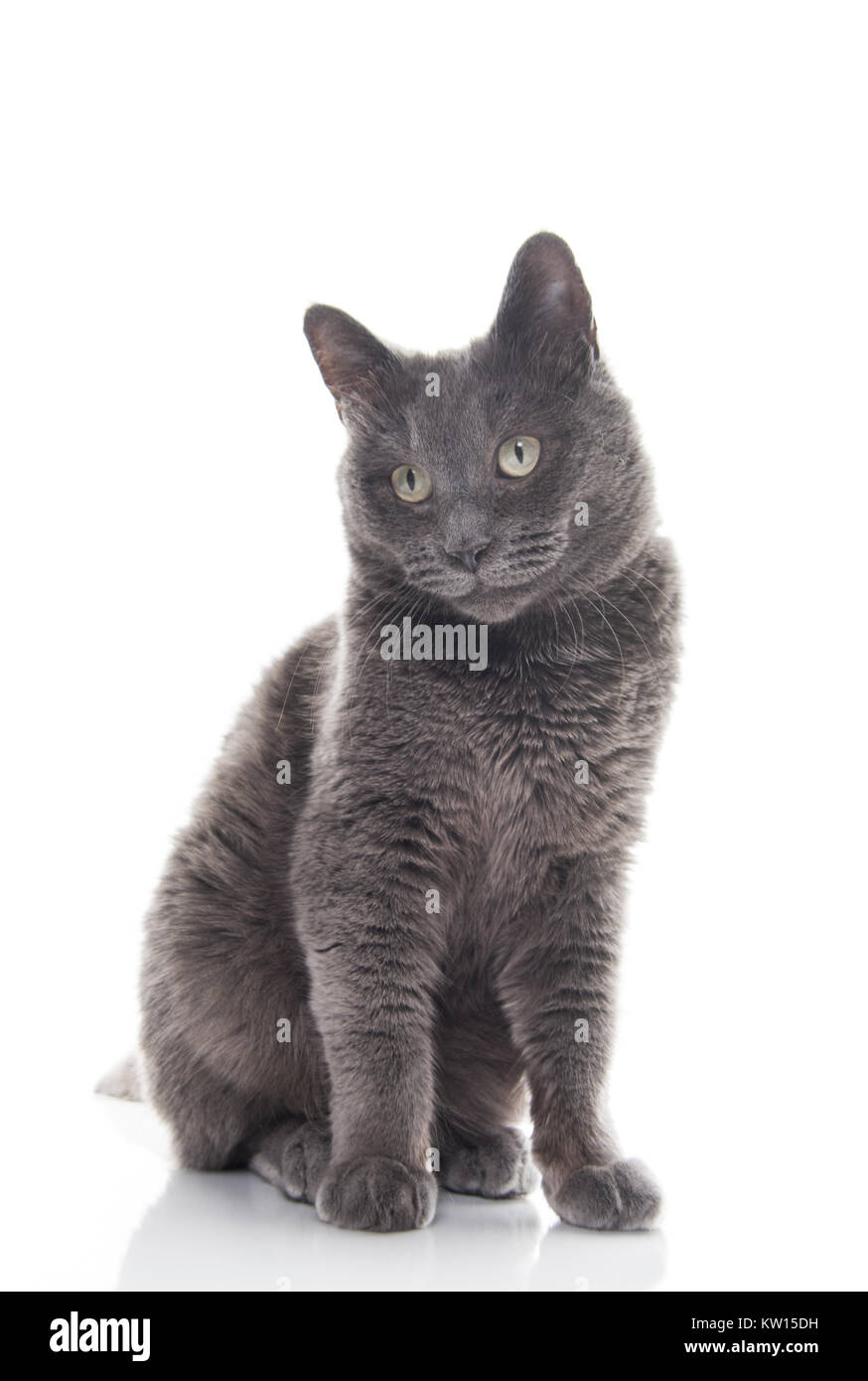 Adorable Short Haired Gray Cat on White Background Stock Photo - Alamy