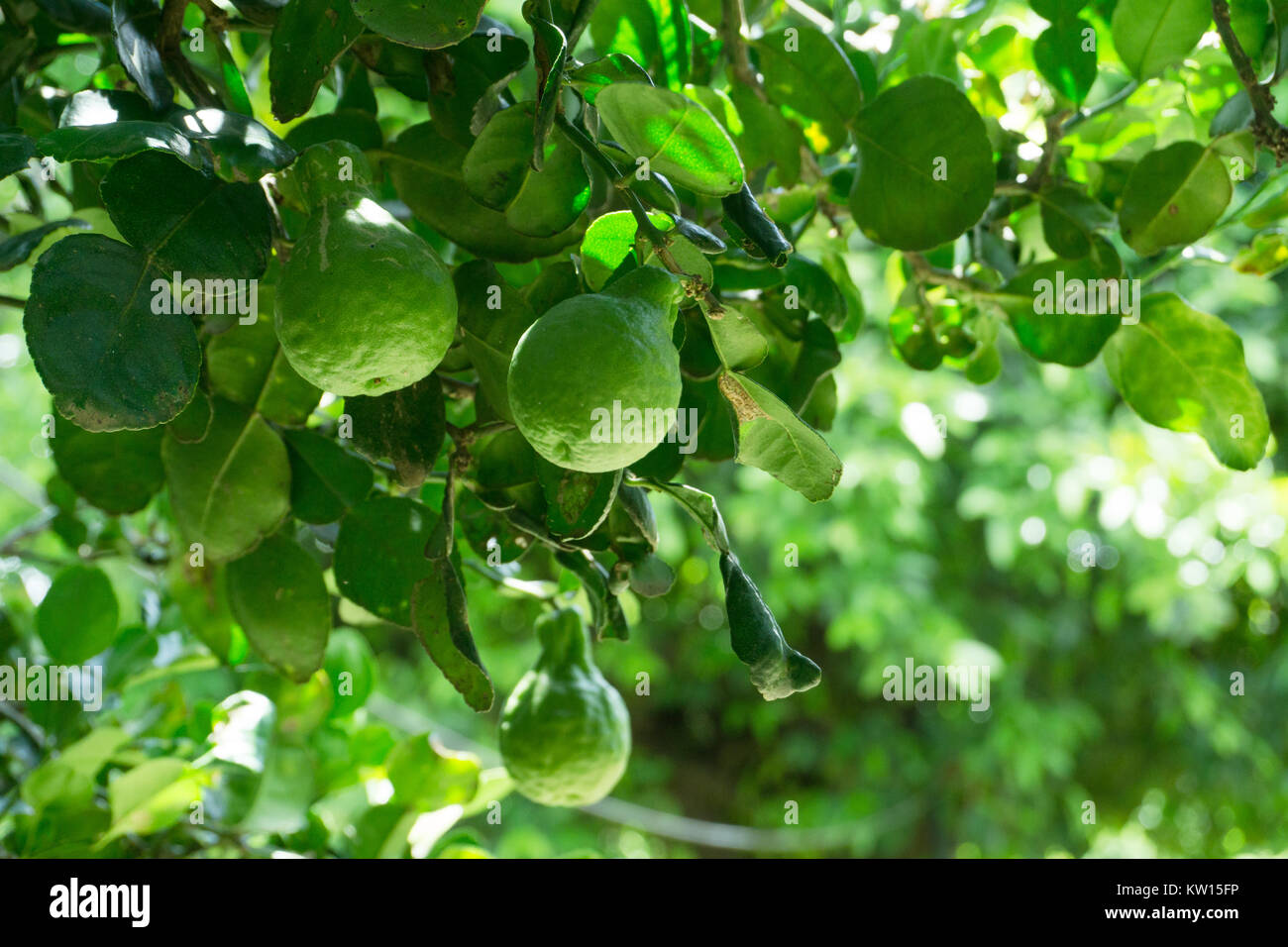 Bergamot Tree High Resolution Stock Photography and Images - Alamy