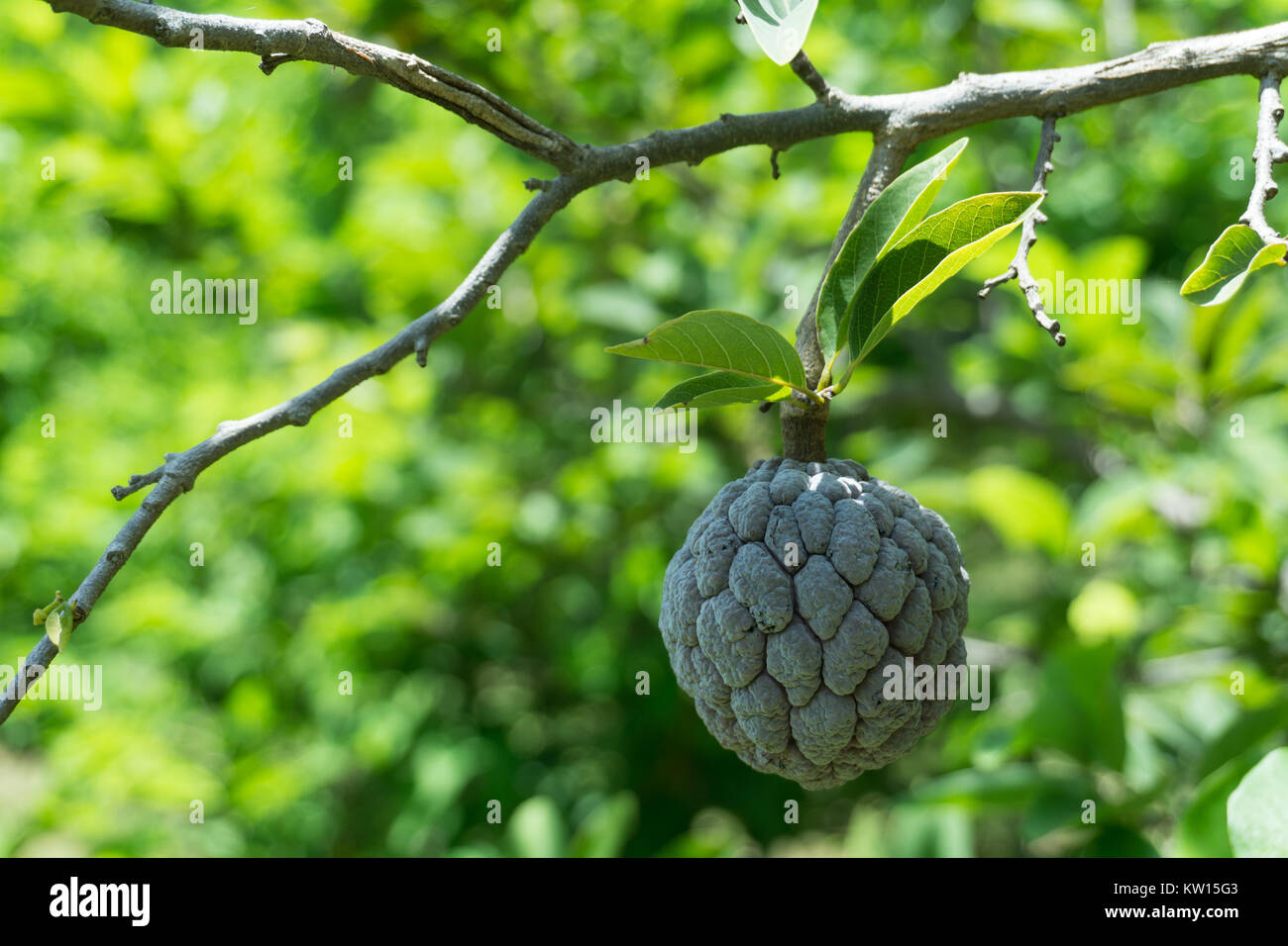 Sugar apple on tree Stock Photo - Alamy