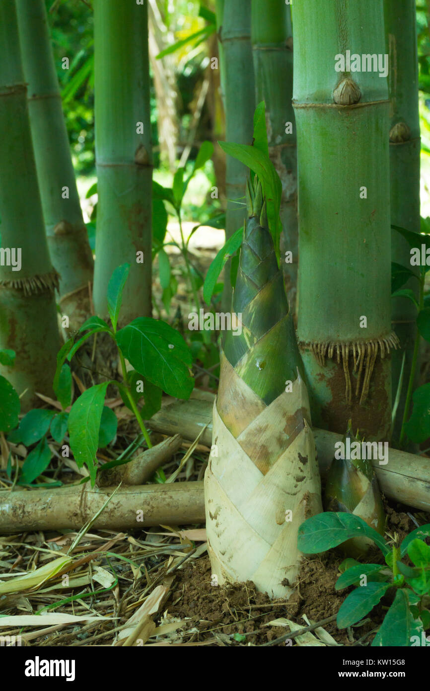 Bamboo shoot, Bamboo sprout Stock Photo - Alamy
