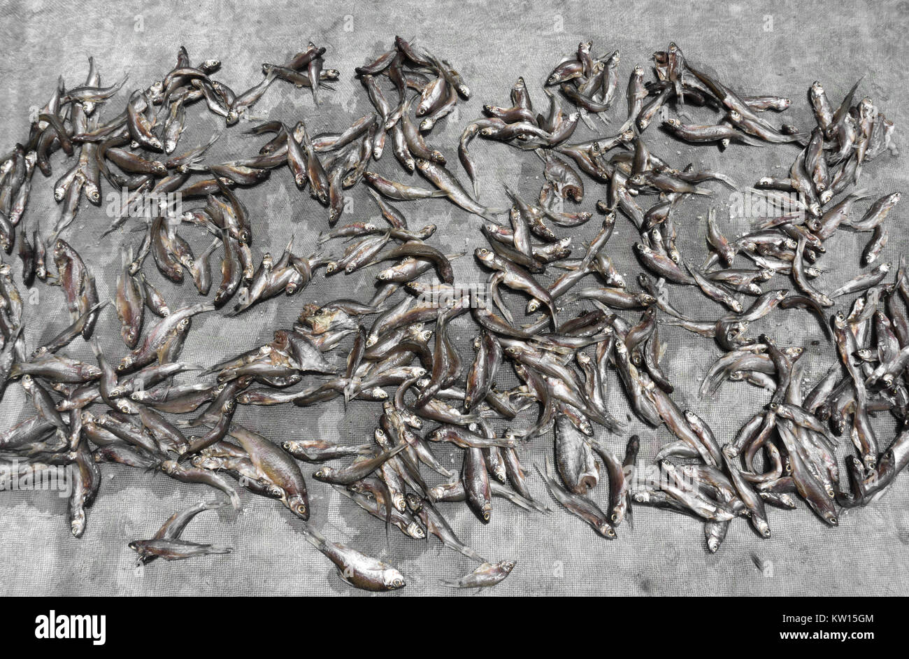 Dried Small fish used in Asian cuisine Stock Photo - Alamy