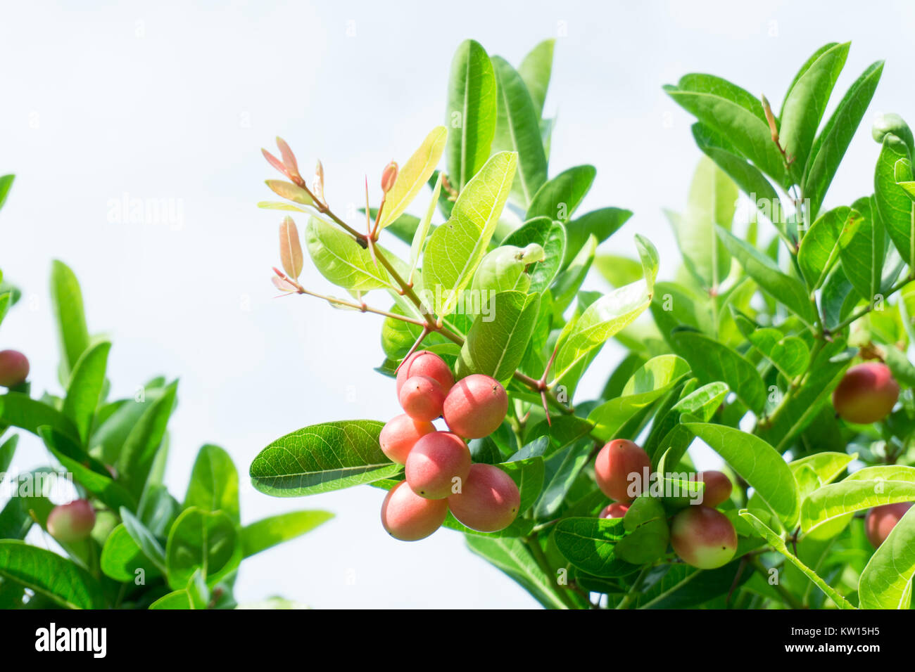Karonda Flower High Resolution Stock Photography and Images - Alamy