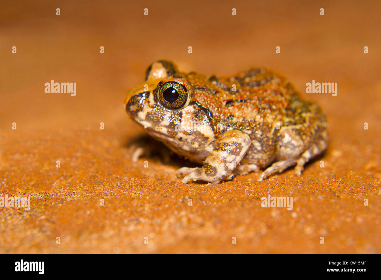 Indian Burrowing Frog. Sphaerotheca breviceps. Bangalore, Karnataka ...