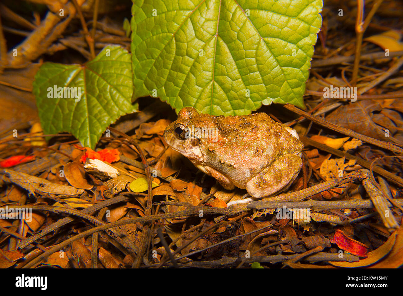 Burrowing frog hi-res stock photography and images - Alamy