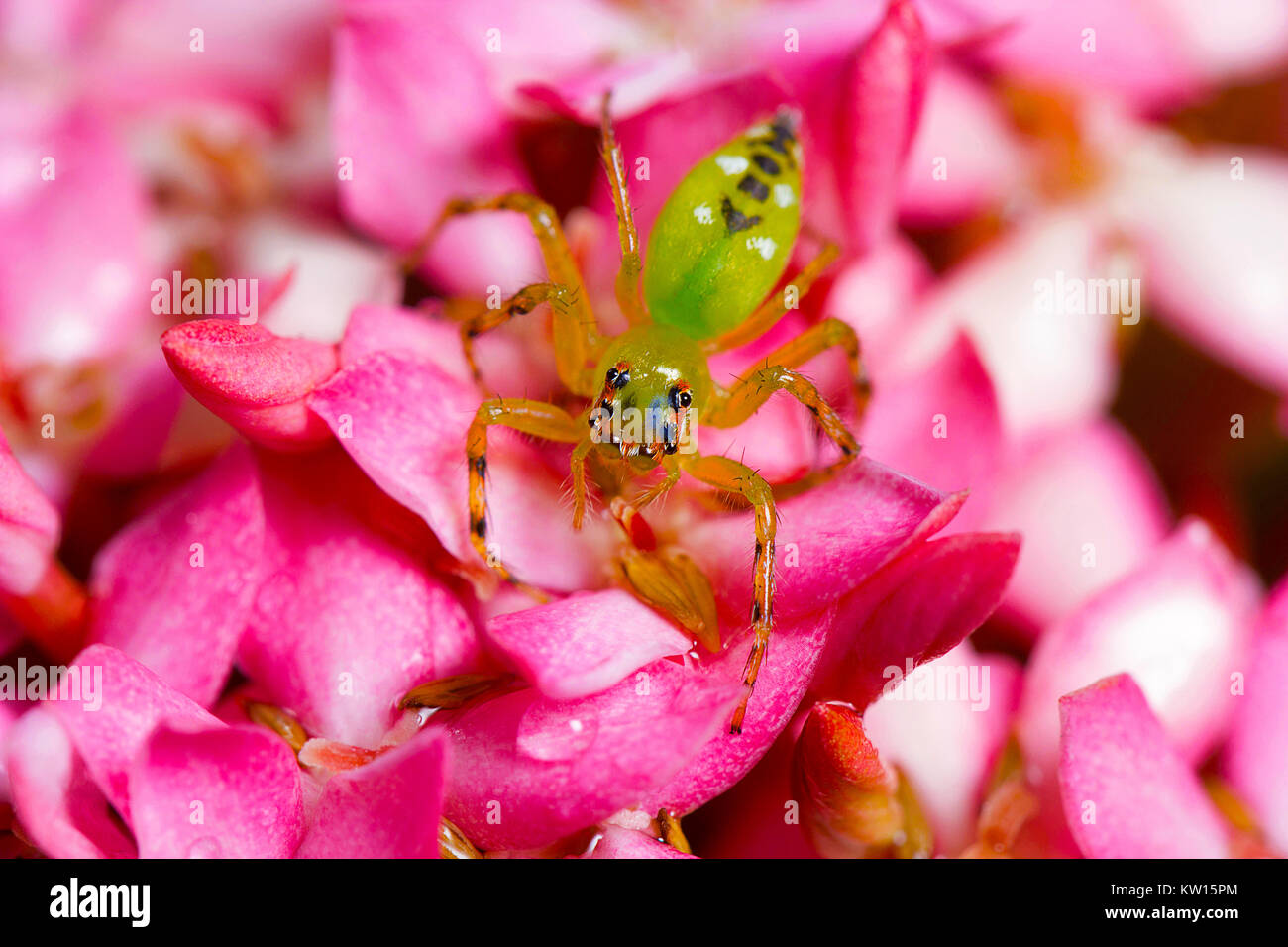 Kolhapur insect hi-res stock photography and images - Alamy
