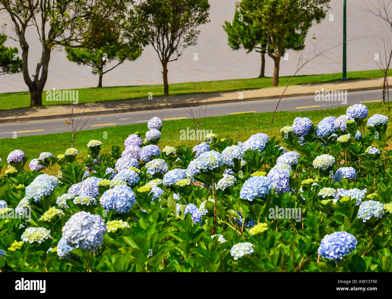 Hydrangea flowers blooming at the city park in Dalat, Vietnam Stock ...