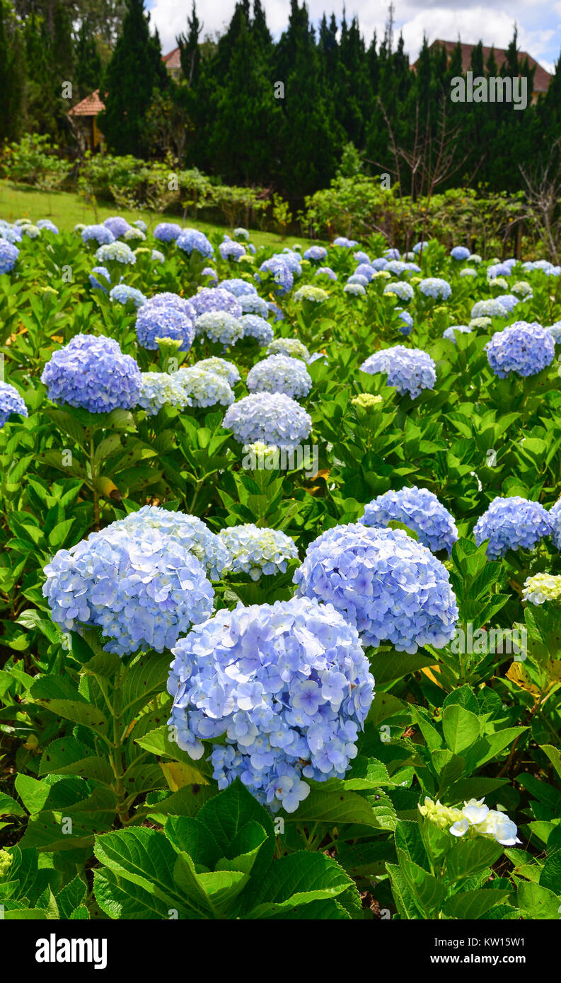 Hydrangea flowers at the city park of Dalat, Vietnam Stock Photo - Alamy