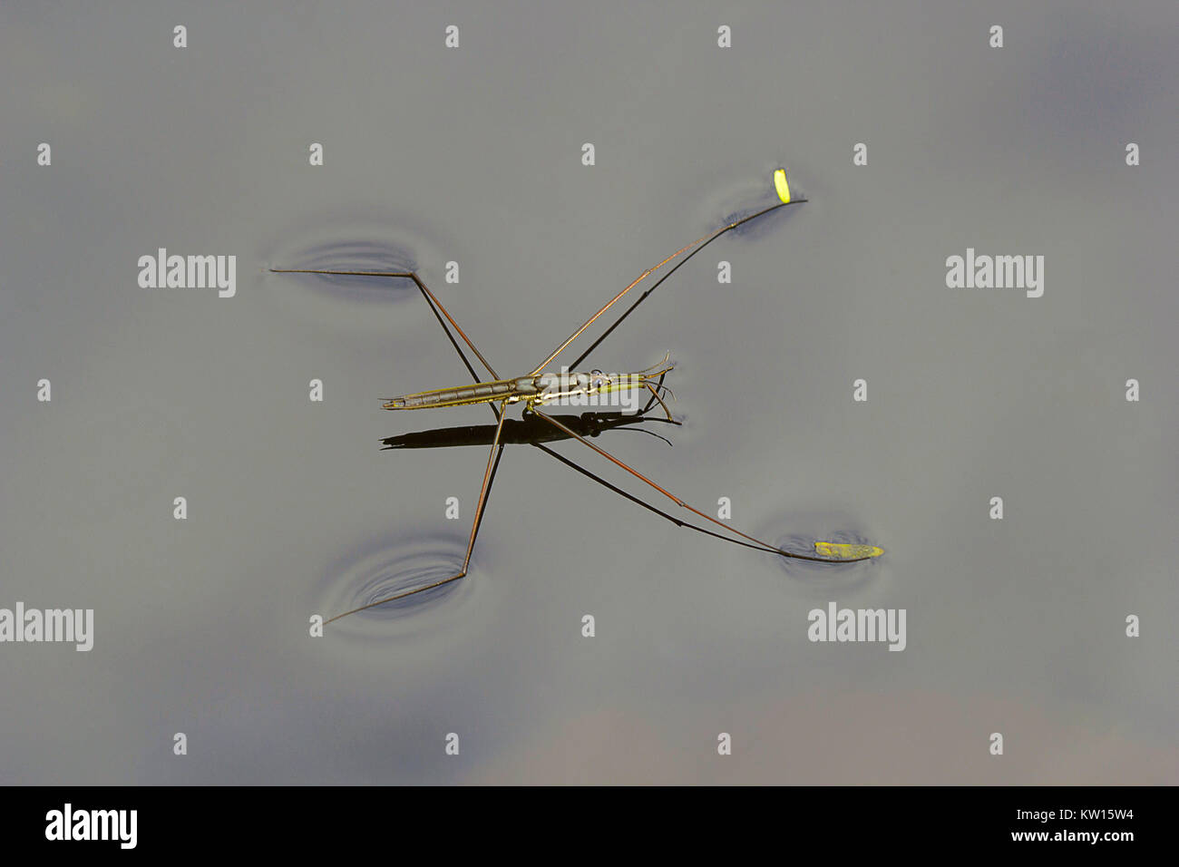 Water skipper bug hi-res stock photography and images - Alamy