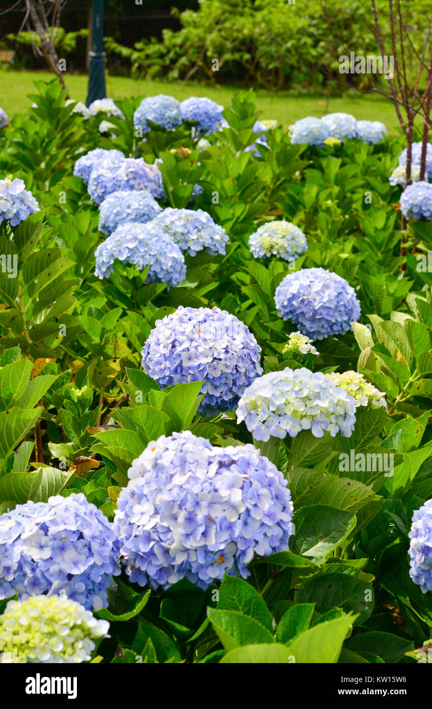 Hydrangea flowers at the city park of Dalat Highlands, Vietnam Stock ...