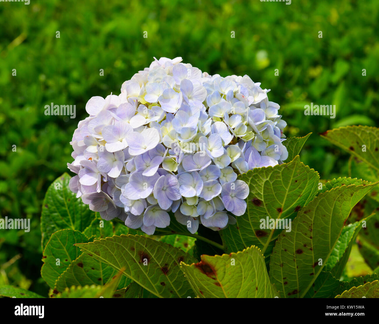 A Hydrangea flower blooming at spring time in Dalat, Vietnam Stock ...