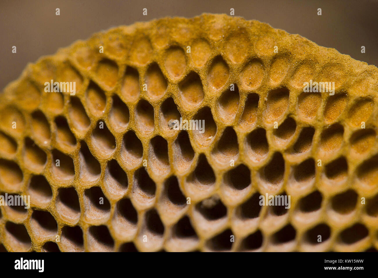 Fungus, Marol, Mumbai, Maharashtra, India Stock Photo - Alamy