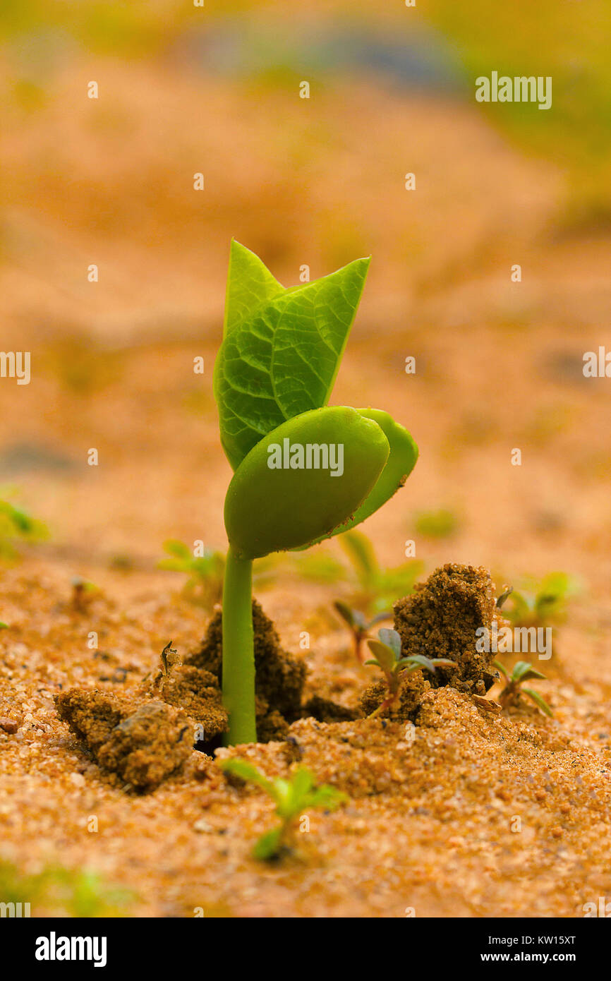 Sprouting plant. Pondicherry, Tamil Nadu, India Stock Photo - Alamy
