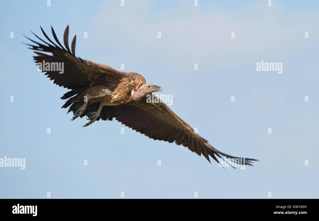 Flying White-backed vulture (Gyps africanus Stock Photo - Alamy