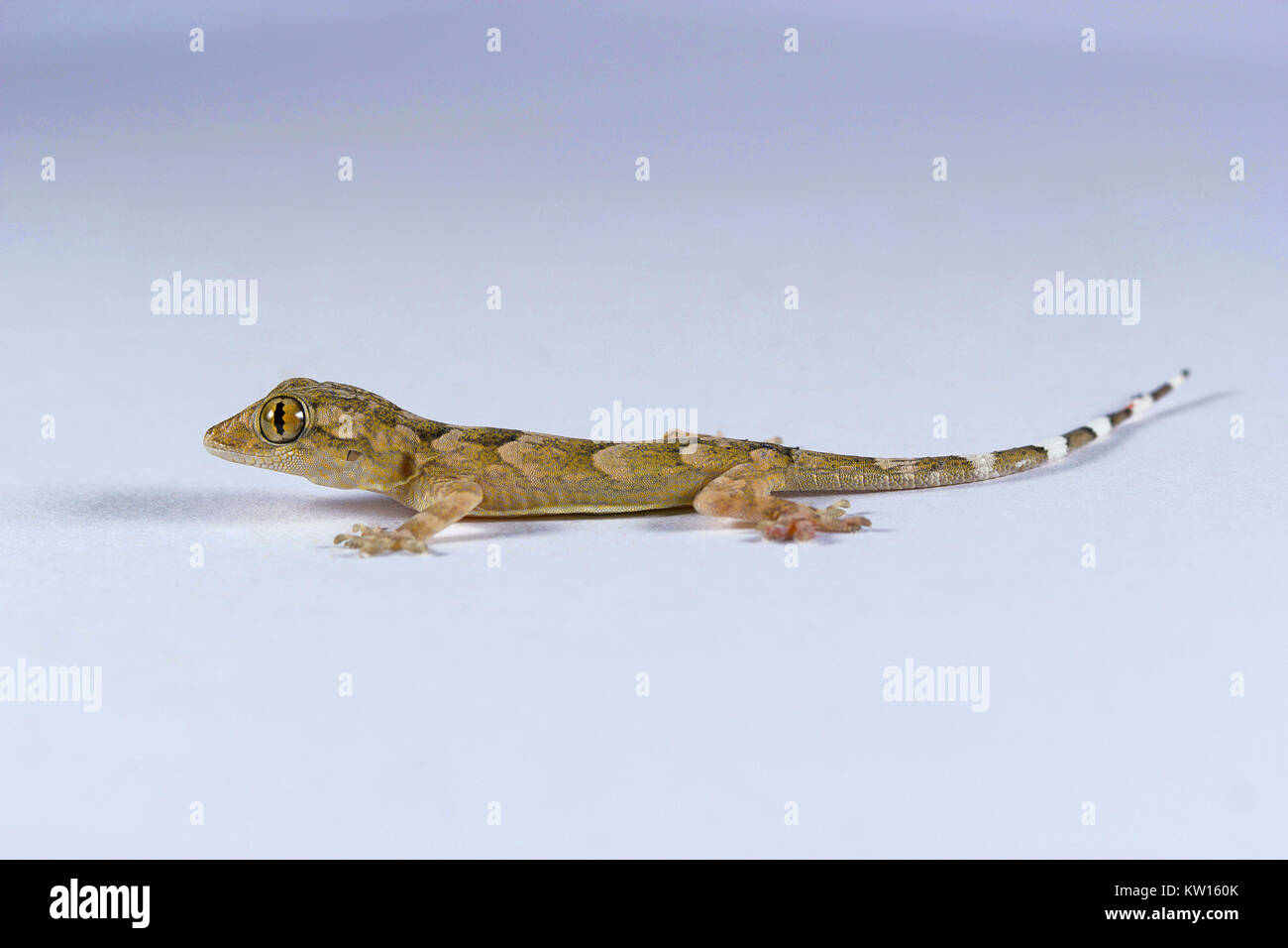 Gecko design logo hi-res stock photography and images - Alamy