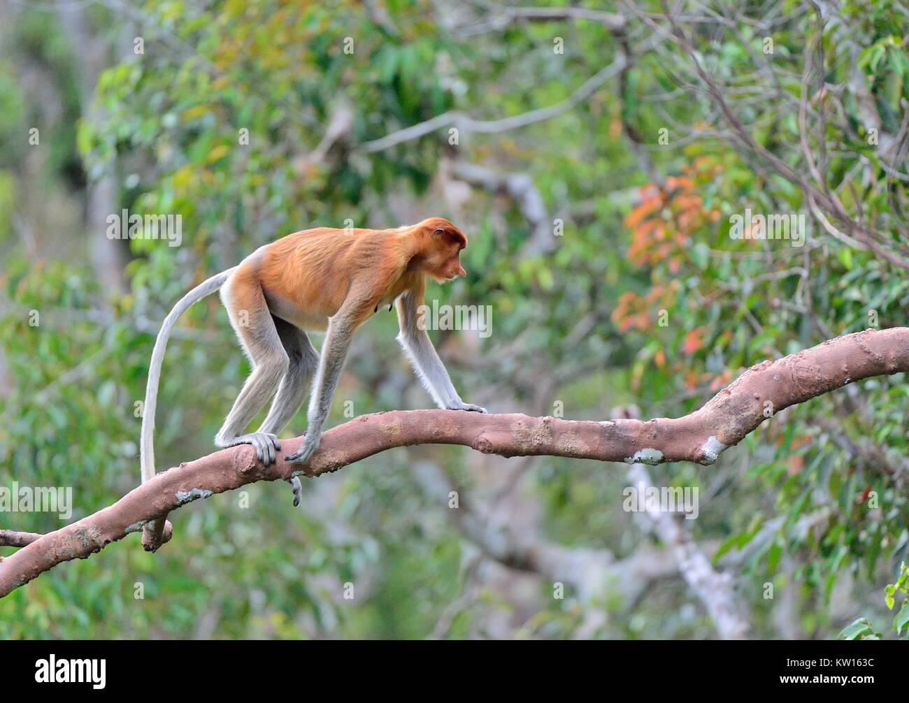 Jumping on a tree Proboscis Monkey in the wild green rainforest on ...