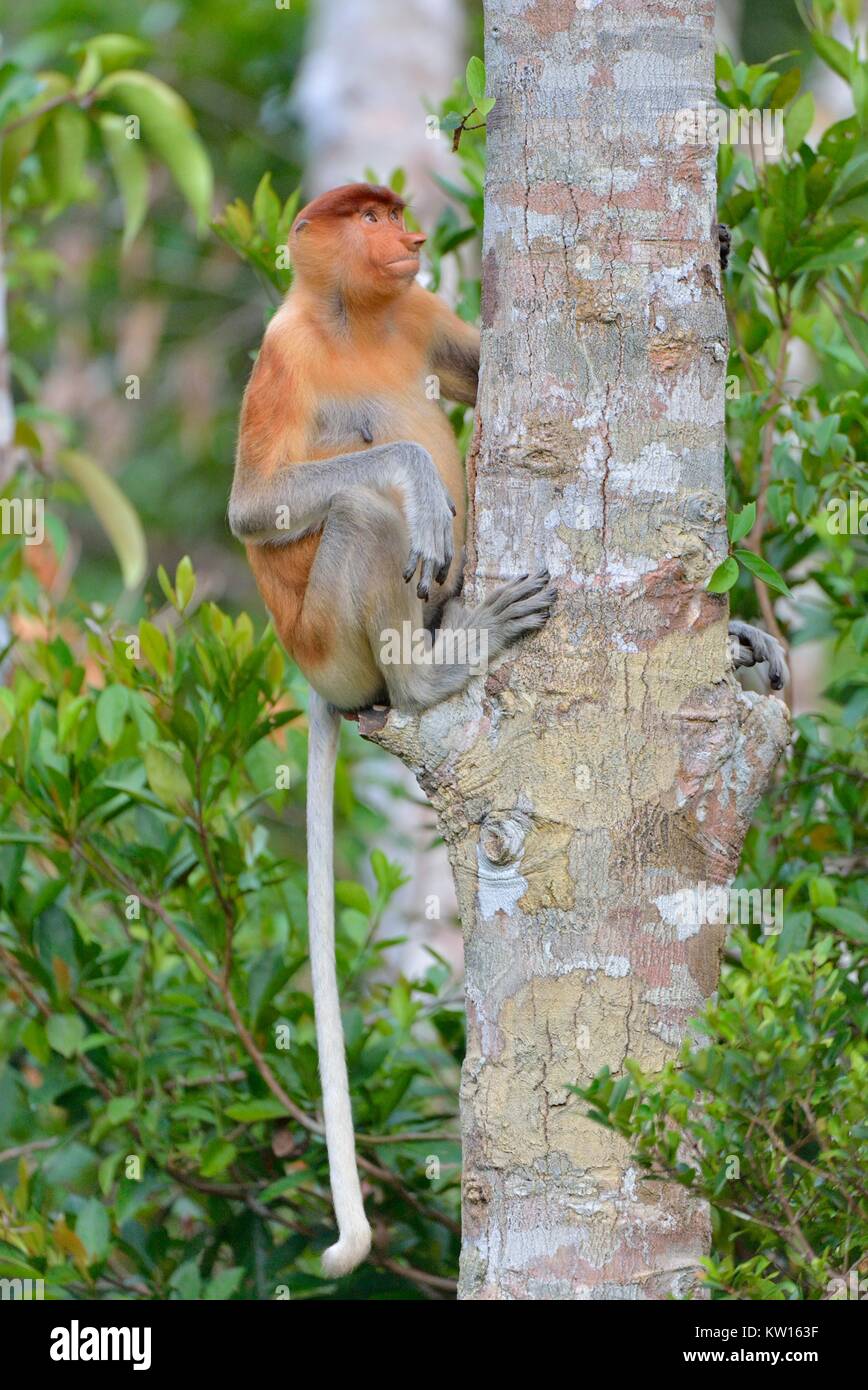 Proboscis Monkey sitting on a tree in the wild green rainforest on ...