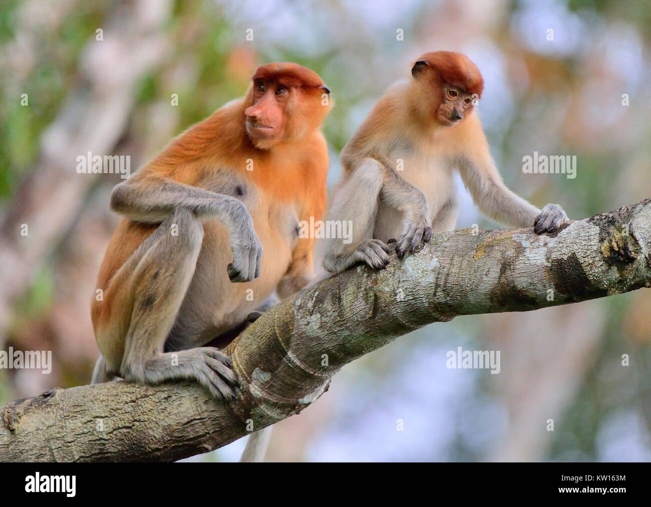 A female proboscis monkey (Nasalis larvatus) with a cub in a native ...