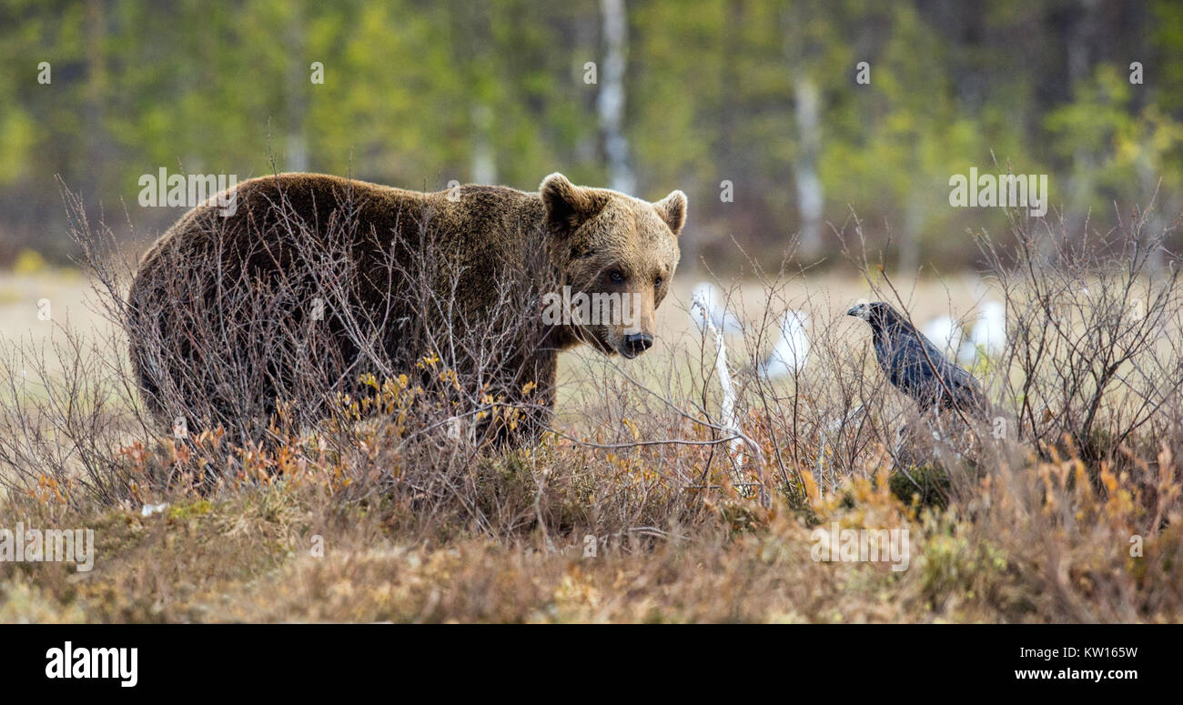 Brown Bear (Ursus arctos) on the swamp in spring forest Stock Photo - Alamy