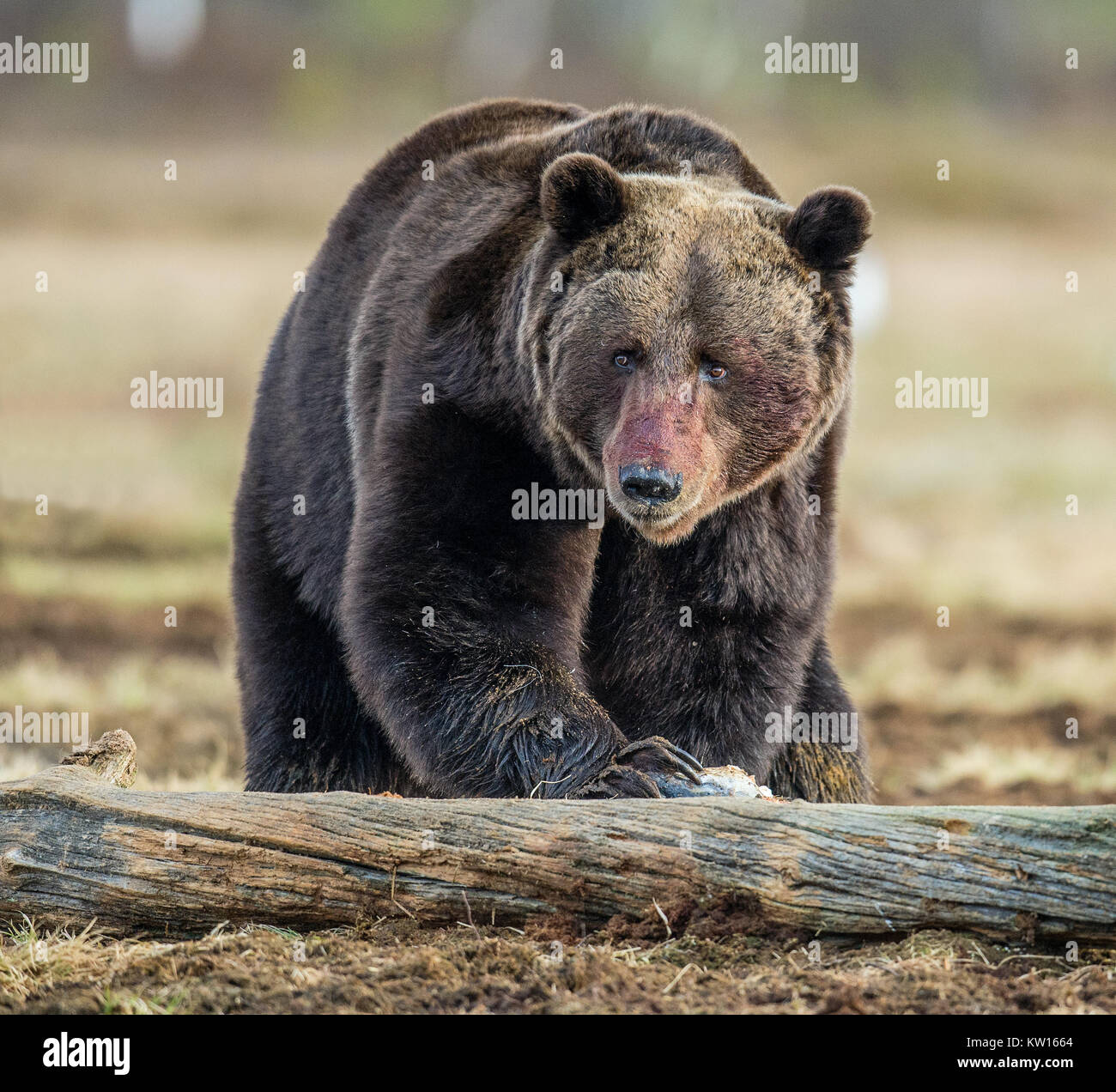 Close up Bear portrait with the blood-stained muzzle. Brown Bear (Ursus ...