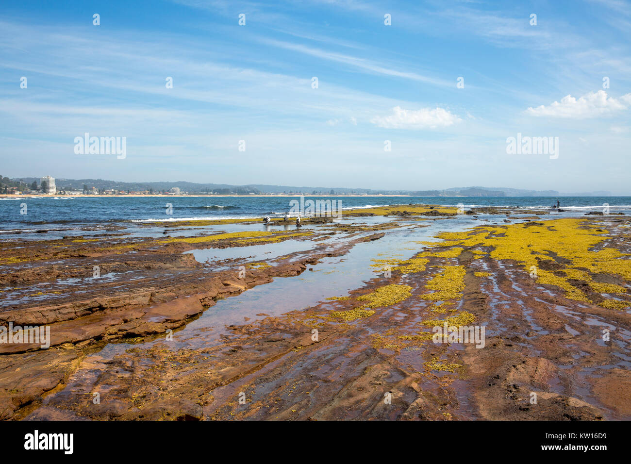 Rocks and seagrass at Long Reef Point which is also an aquatic reserve ...