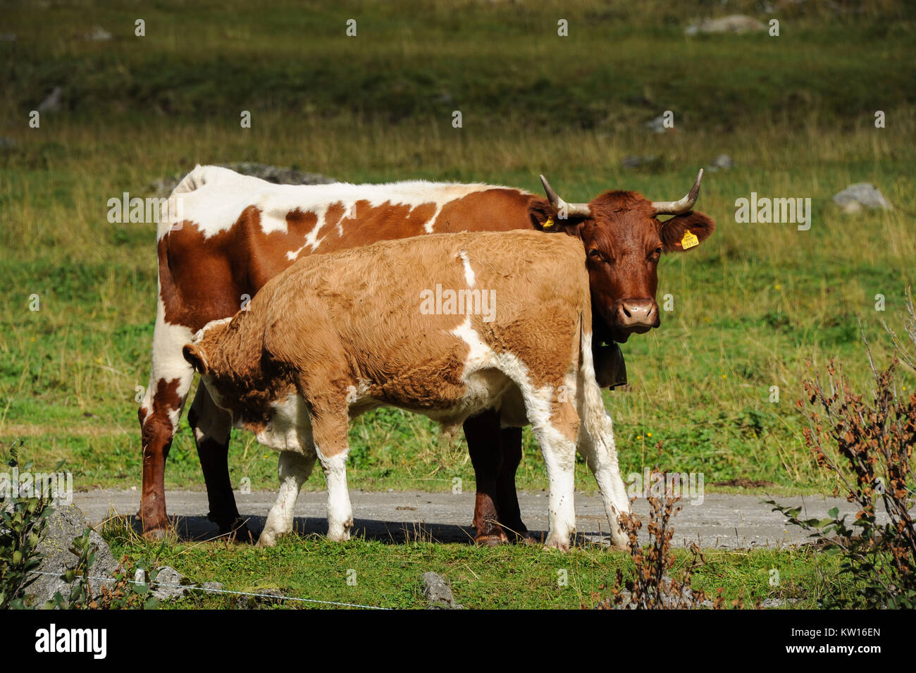 Calf sucking milk from cow hi-res stock photography and images - Alamy