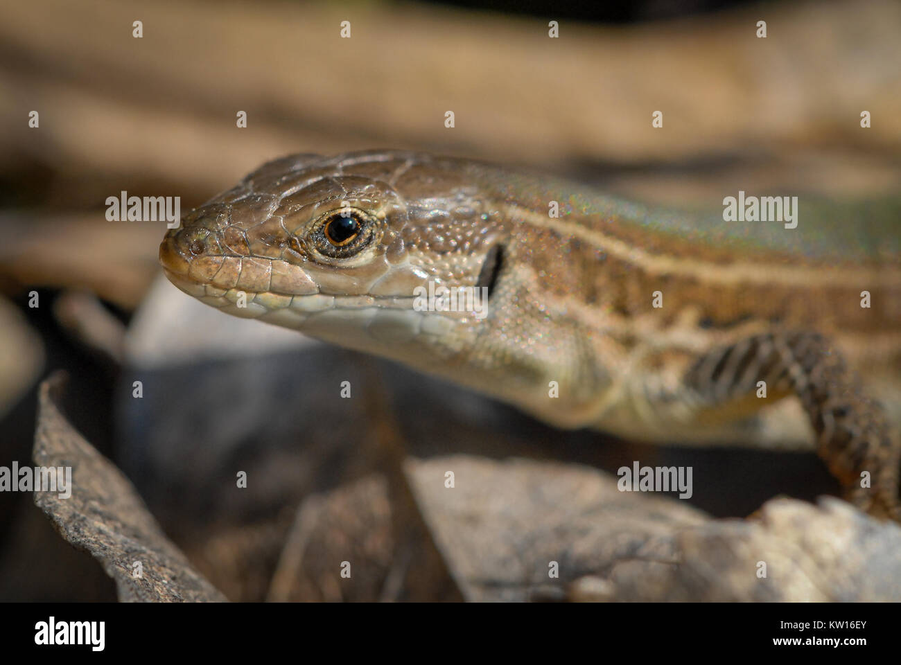 A closeup of a mediterranean lizard in summer Stock Photo - Alamy