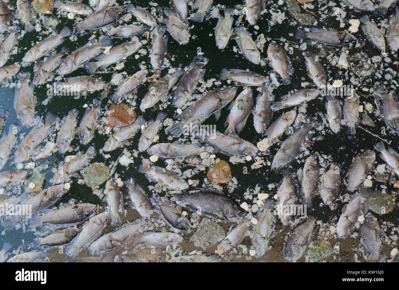 India environment pollution hi-res stock photography and images - Alamy