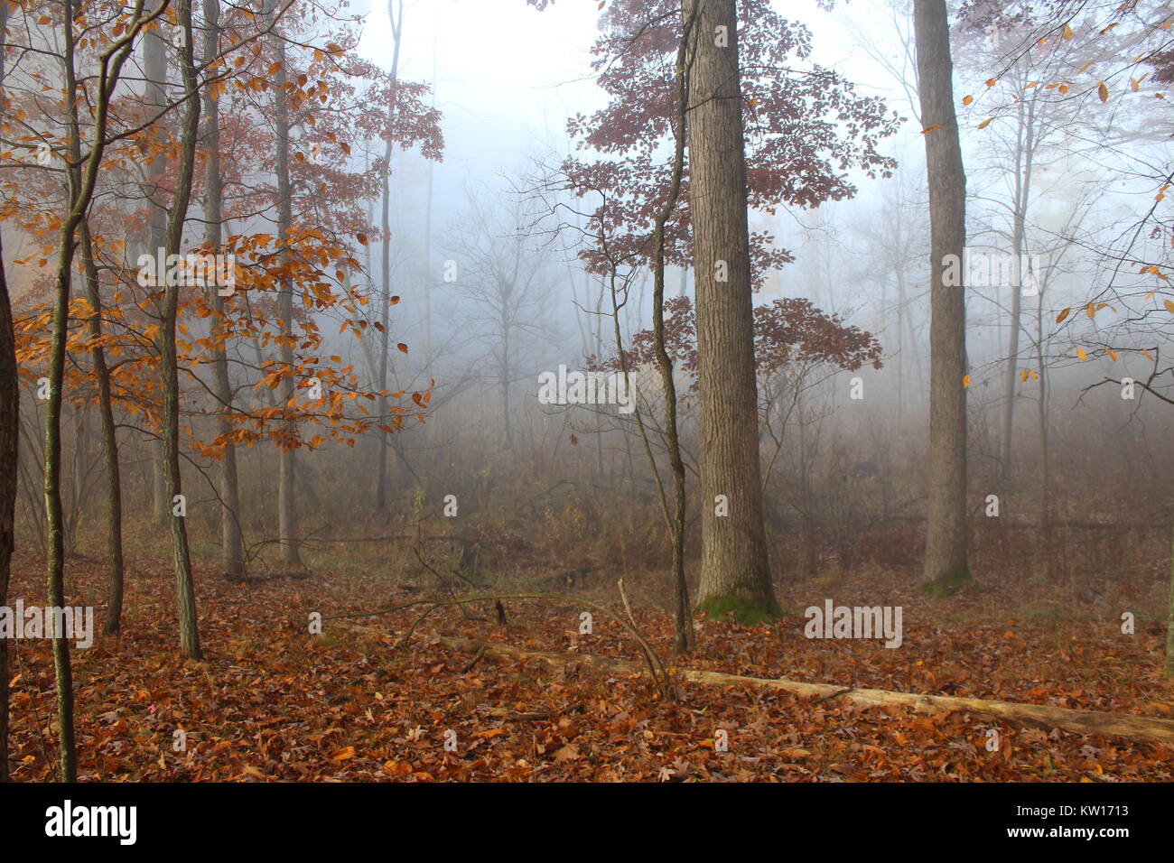 Foggy fall morning Southeast Michigan Stock Photo - Alamy