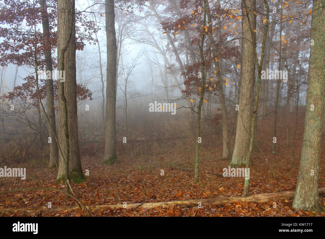 Foggy fall morning Michigan Stock Photo - Alamy