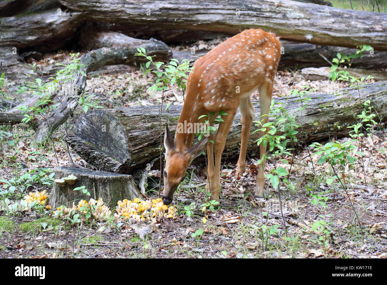 Fawn mushroom hi-res stock photography and images - Alamy