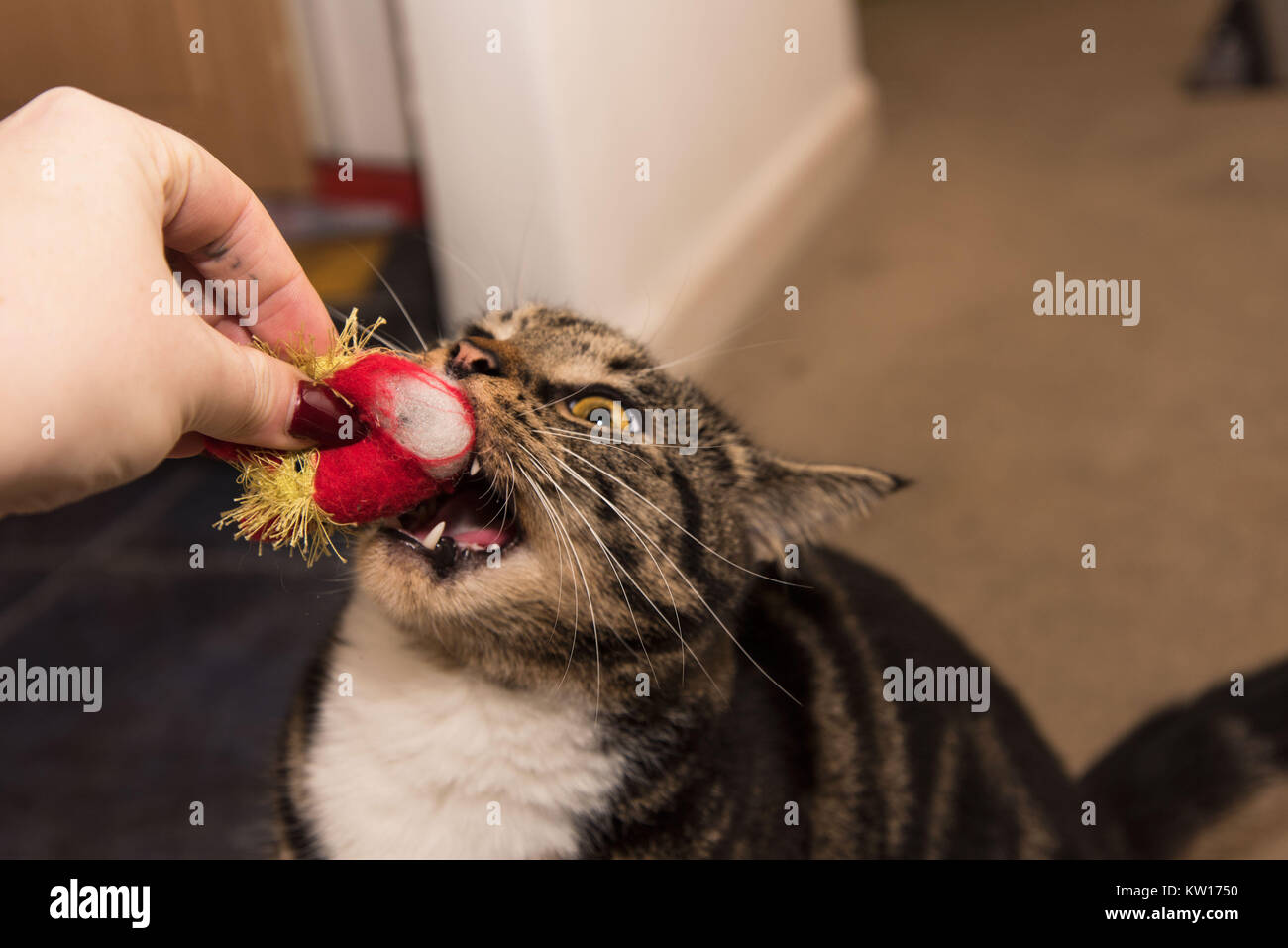 A tabby cat sitting down biting attacking hunting a soft red cat toy ...