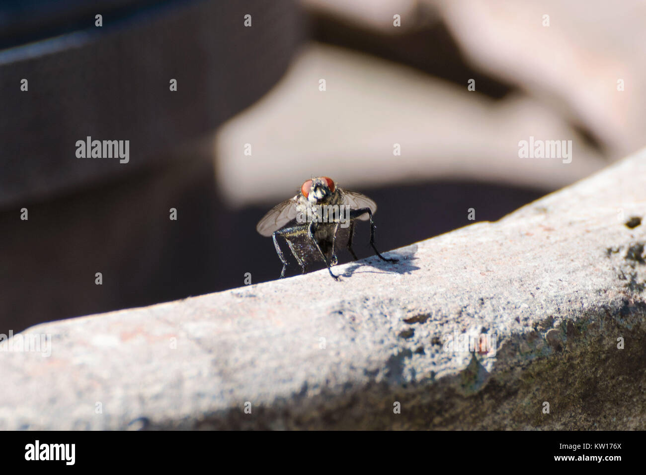 A close up of a big hairy blue bottle fly with bright orange eyes and ...