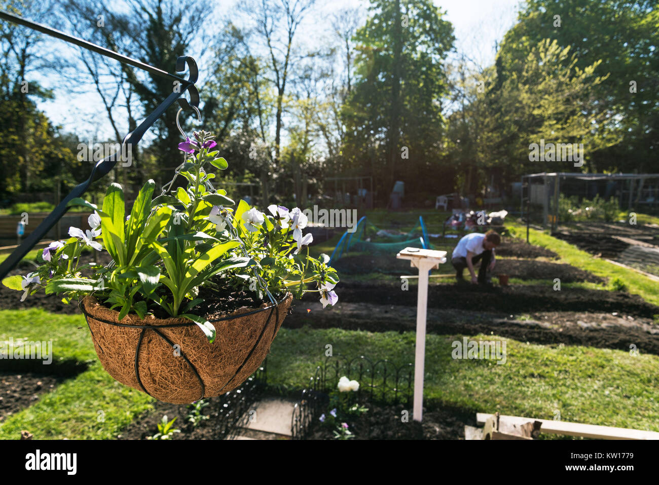 A landscape image of an allotment plot filled with grass, plants ...